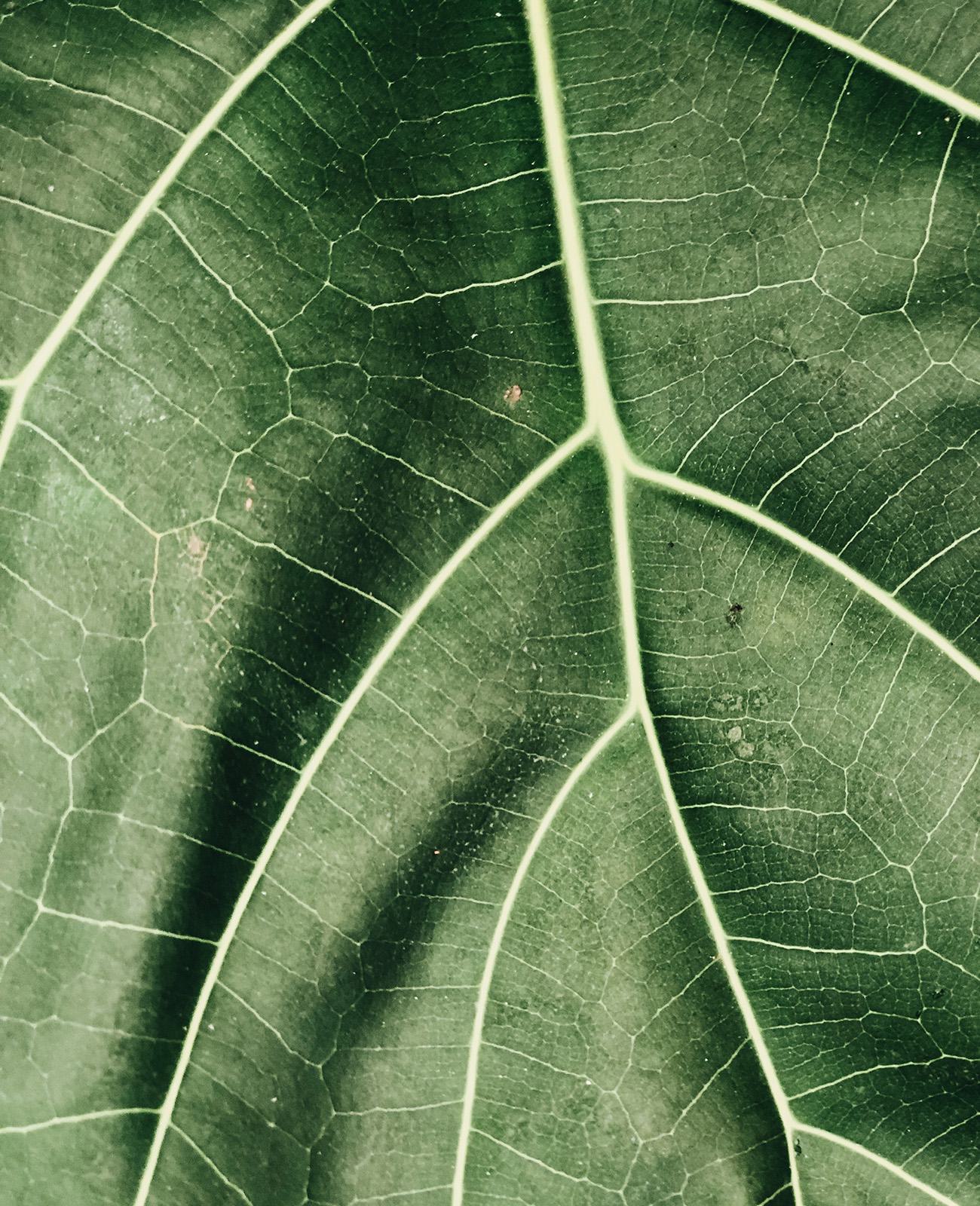 Design Through the Lens of Biomimicry