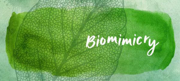 Design Through the Lens of Biomimicry